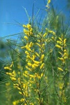 Acacia acuminata - DMT-Nexus Wiki