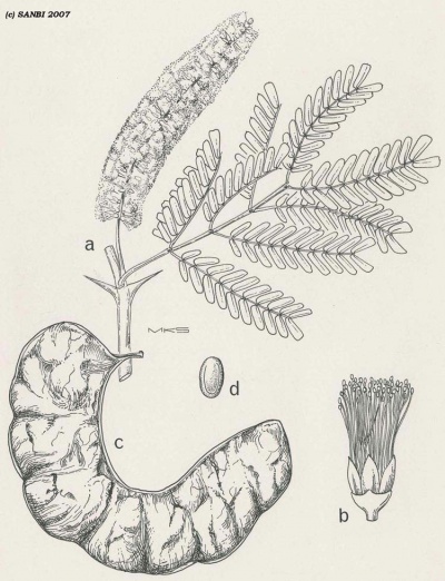 Acacia albida (Faidherbia albida) - DMT-Nexus Wiki